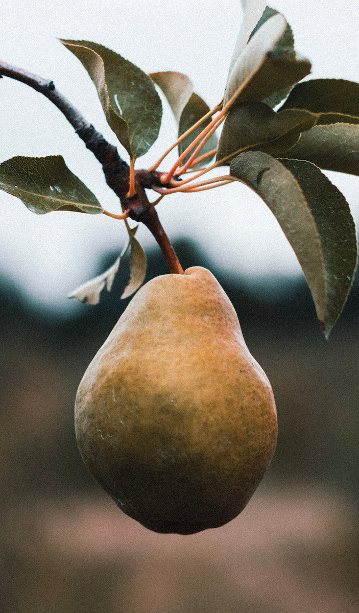 Recipe: Orange Wine Poached Pears – DEFY